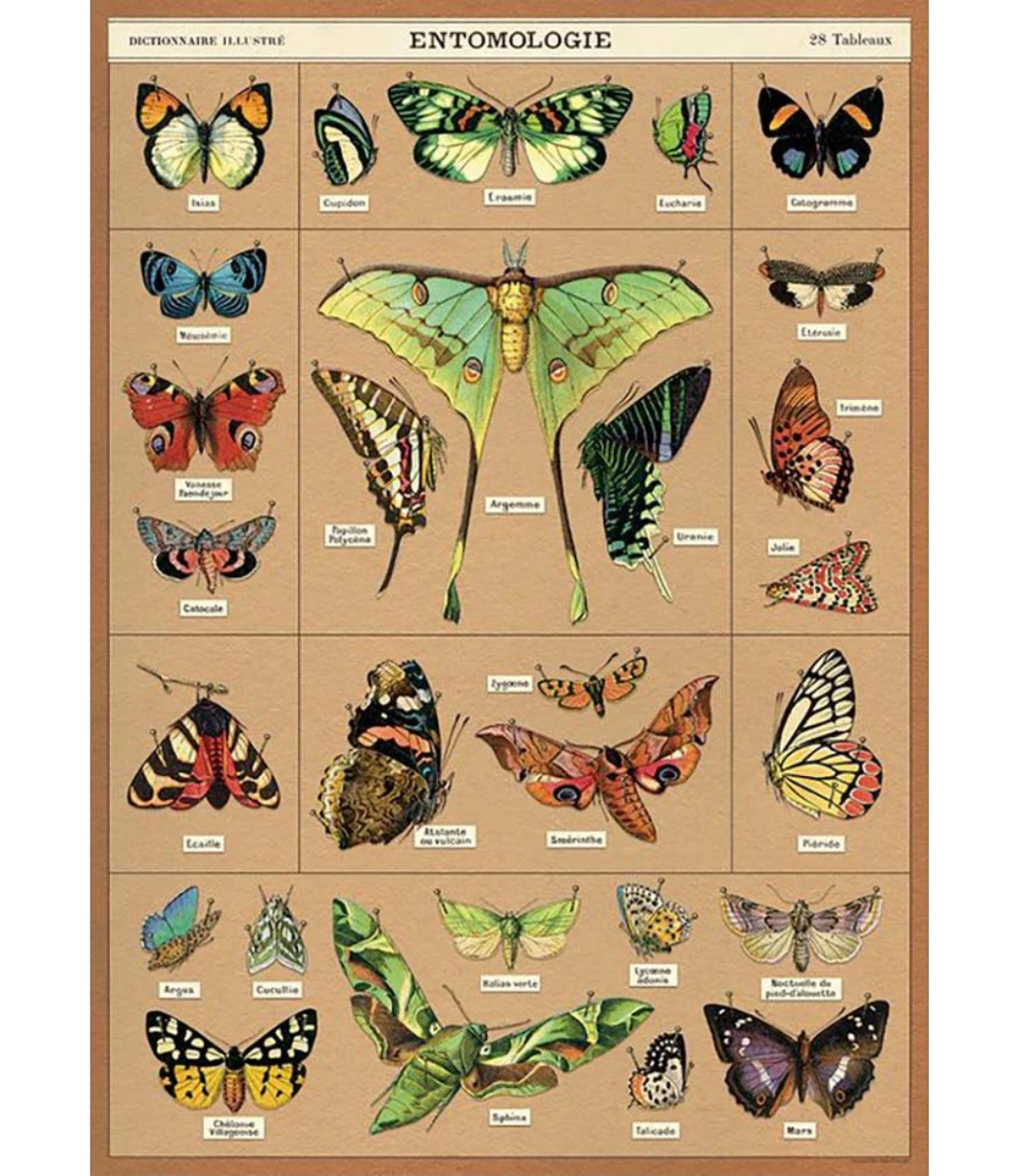 Entomology Wrap Paper – Art&Science